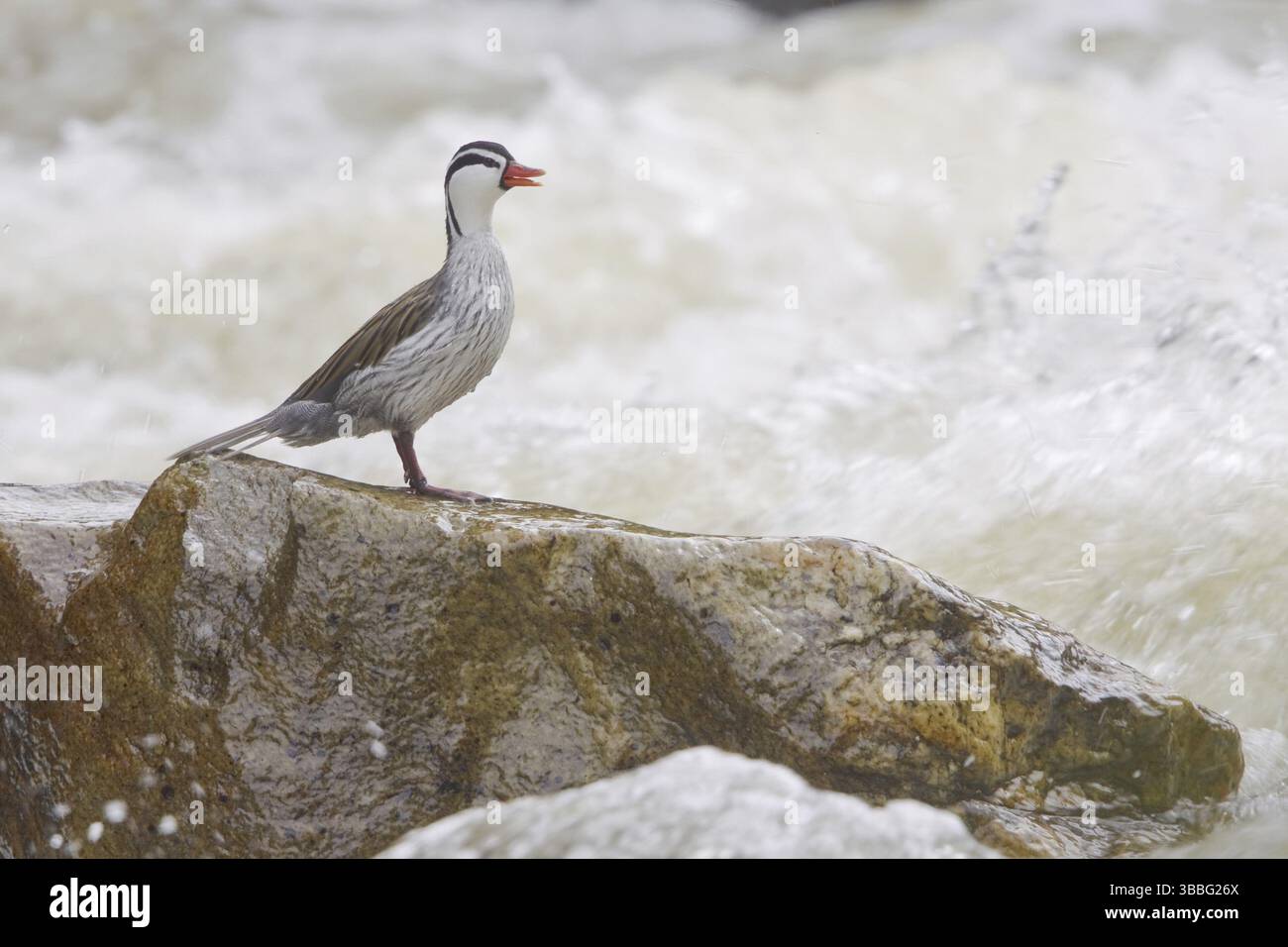 Torrent Duck (Merganetta armata) male, Ecuador, South America Stock ...