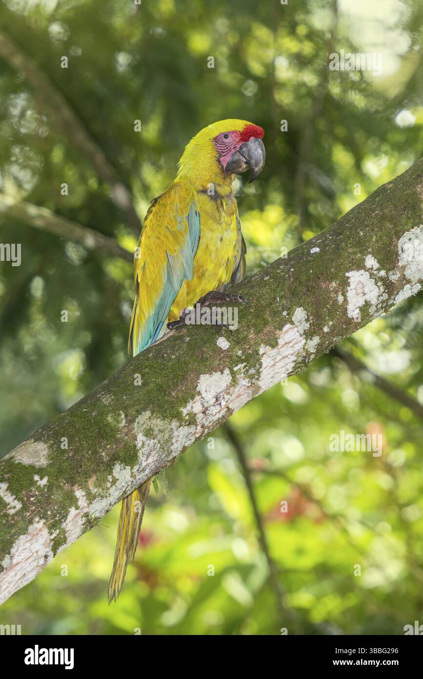 Great Green Macaw (Ara ambiguus), Costa Rica, Central America Stock ...
