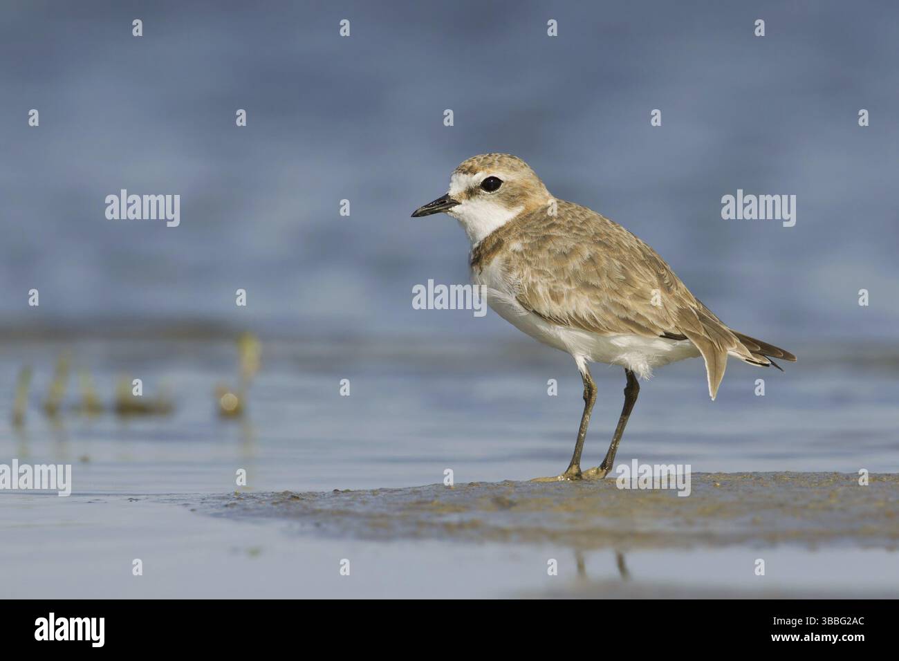 Red-capped Plover (Charadrius ruficapillus) female, Victoria, Australia ...