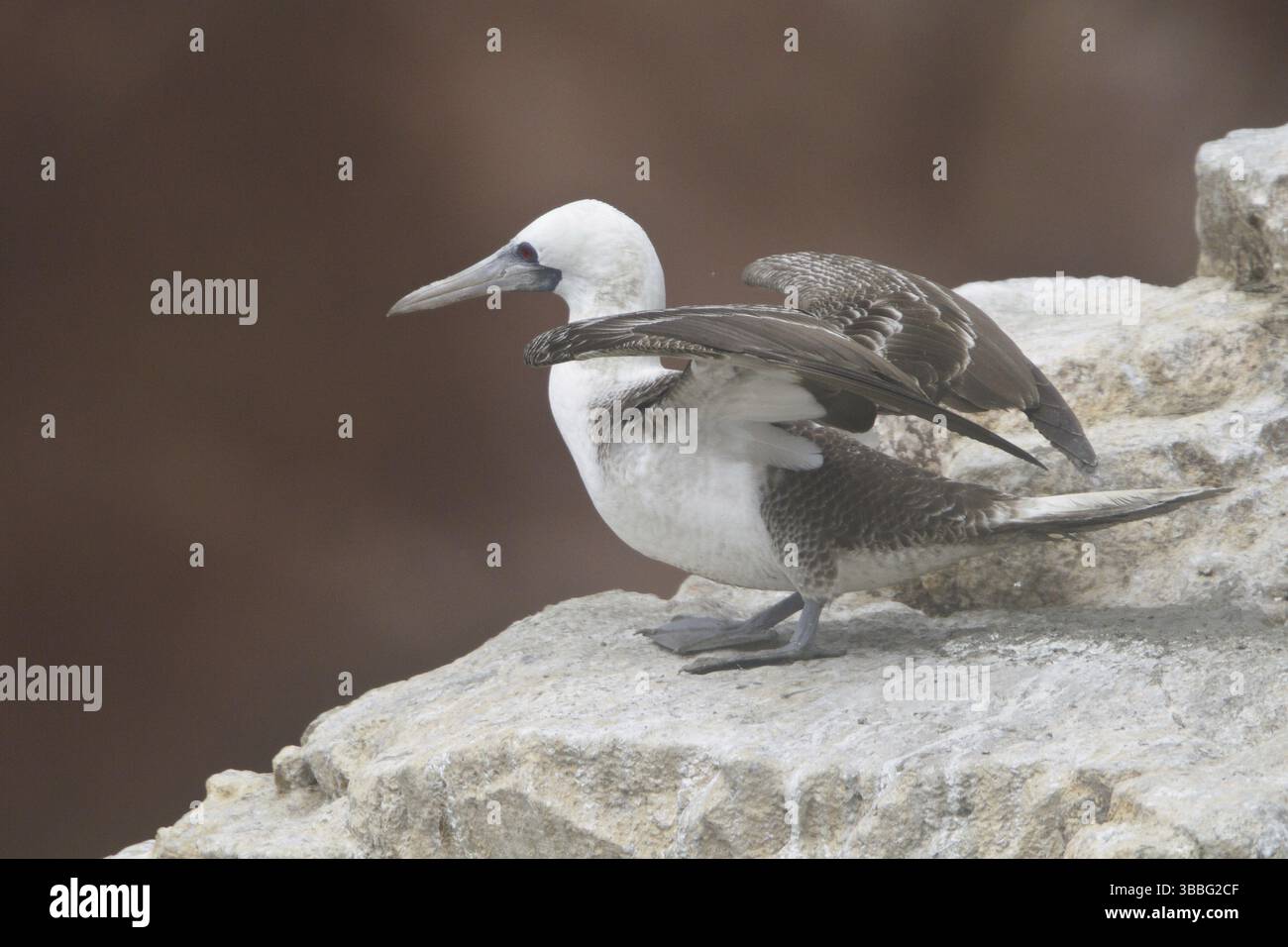 Peruvian Booby (Sula variegata), Isla de Ballestas National Park, Peru, South America Stock ...