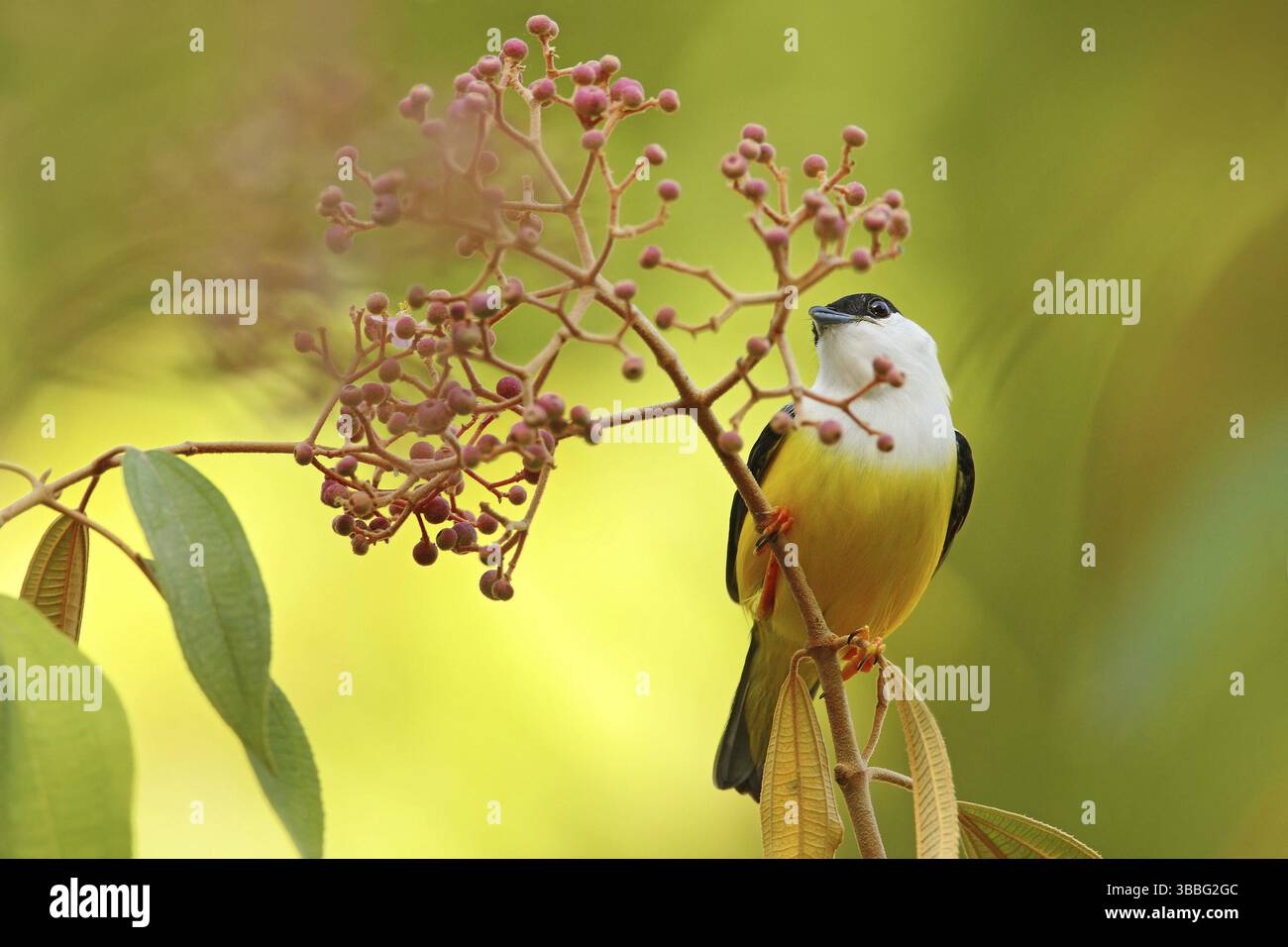 White-collared Manakin, Manacus candei, rare bizar bird, Nelize ...