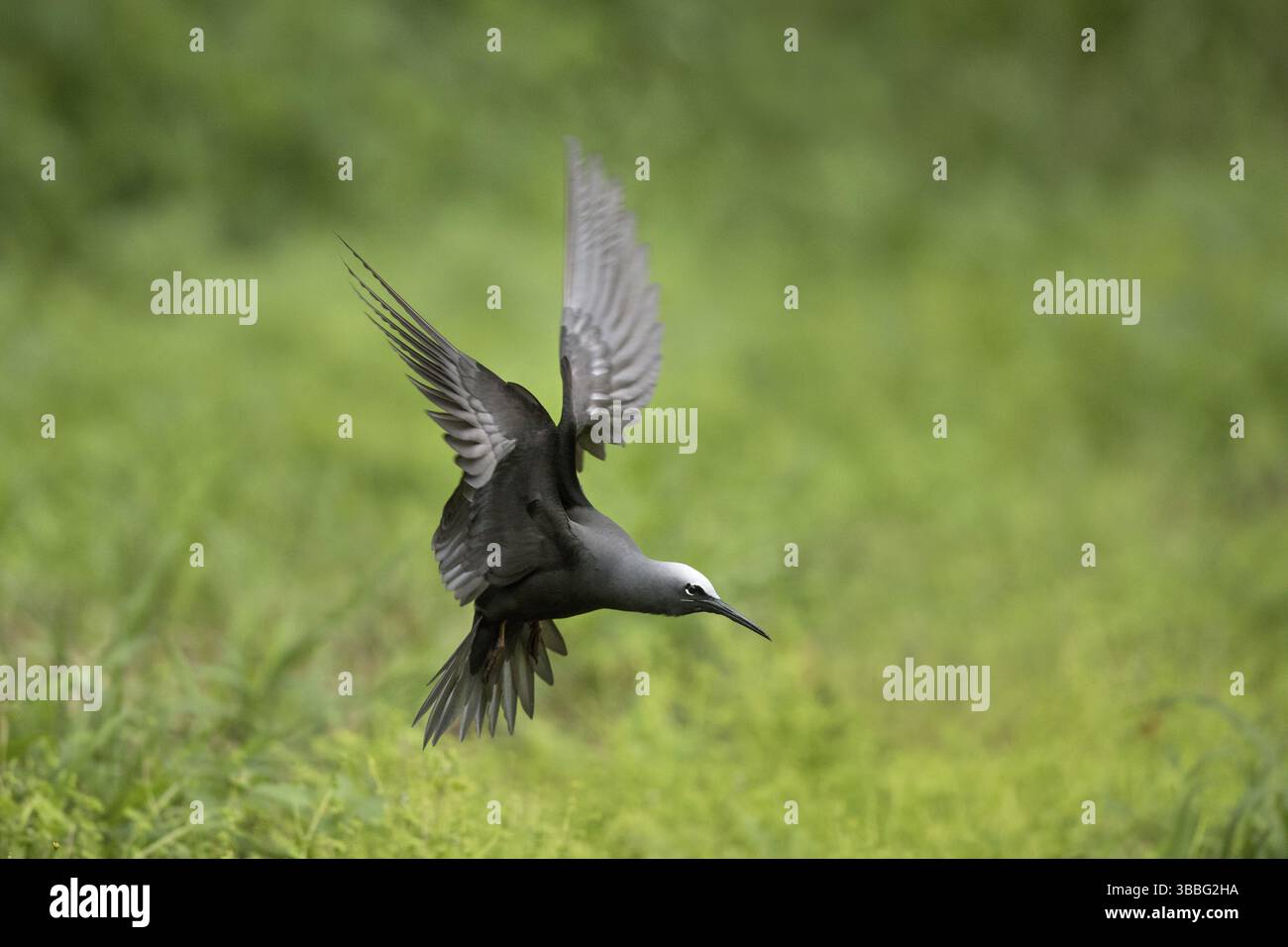 Black Noddy (Anous minutus) flying, Norfolk Island, Australia, Oceania ...