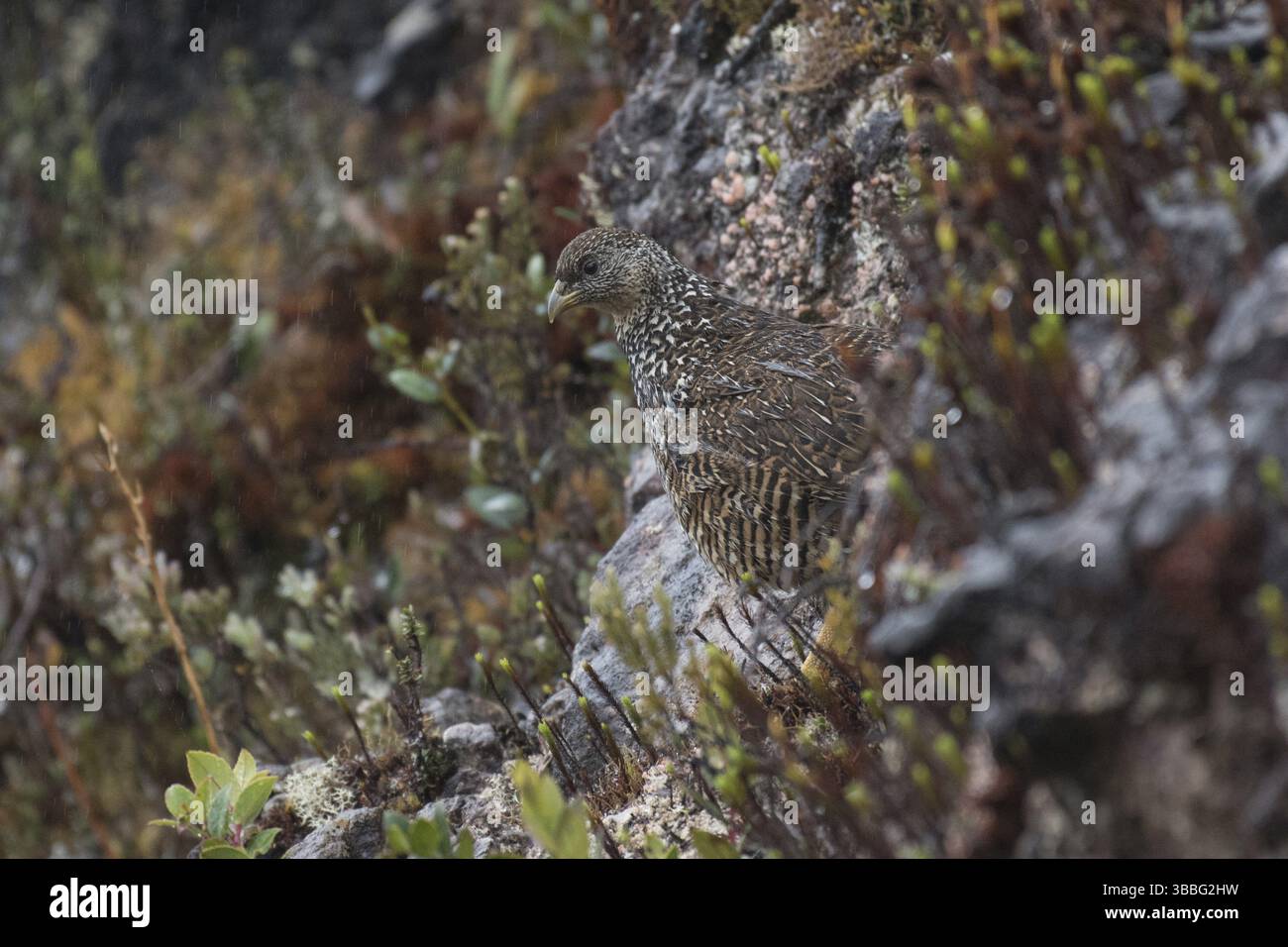 Snow Mountain Quail (Anurophasis monorthonyx) female, West Papua ...