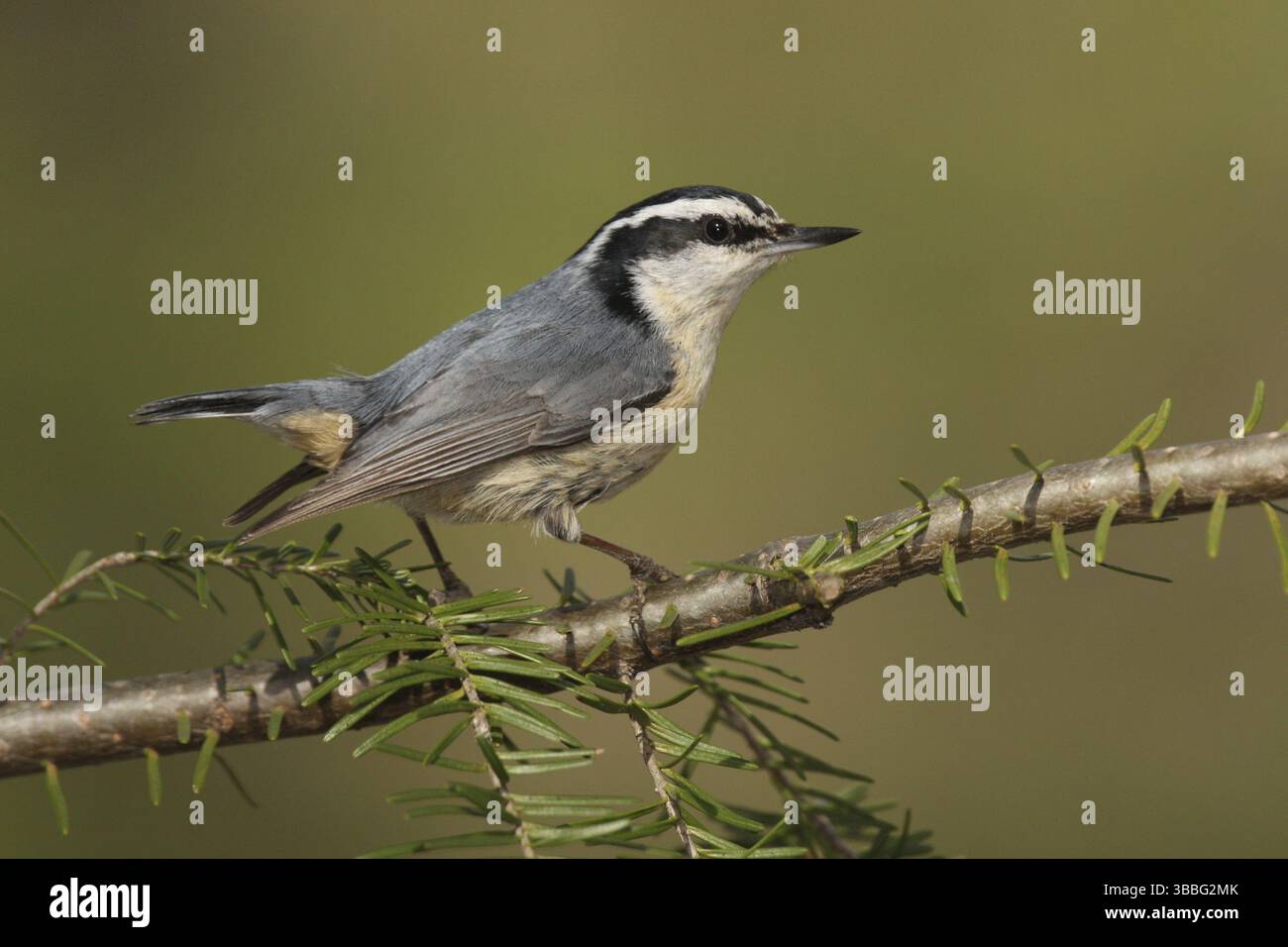 Red-breasted Nuthatch (Sitta canadensis), Michigan, USA, North America ...