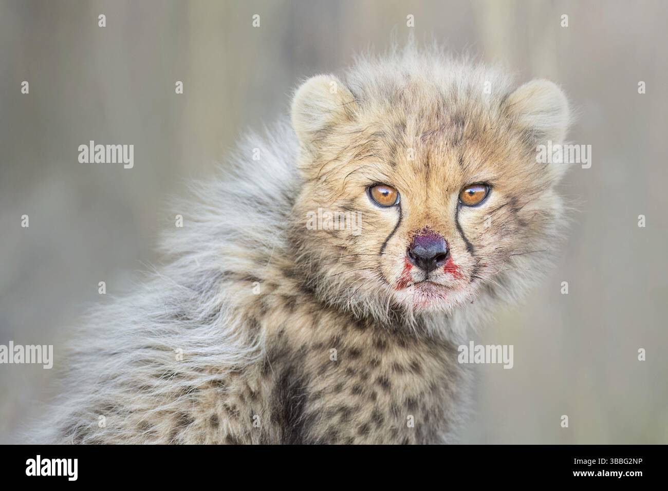 Cheetah (Acinonyx jubatus) cub with blood-smeared face close-up ...