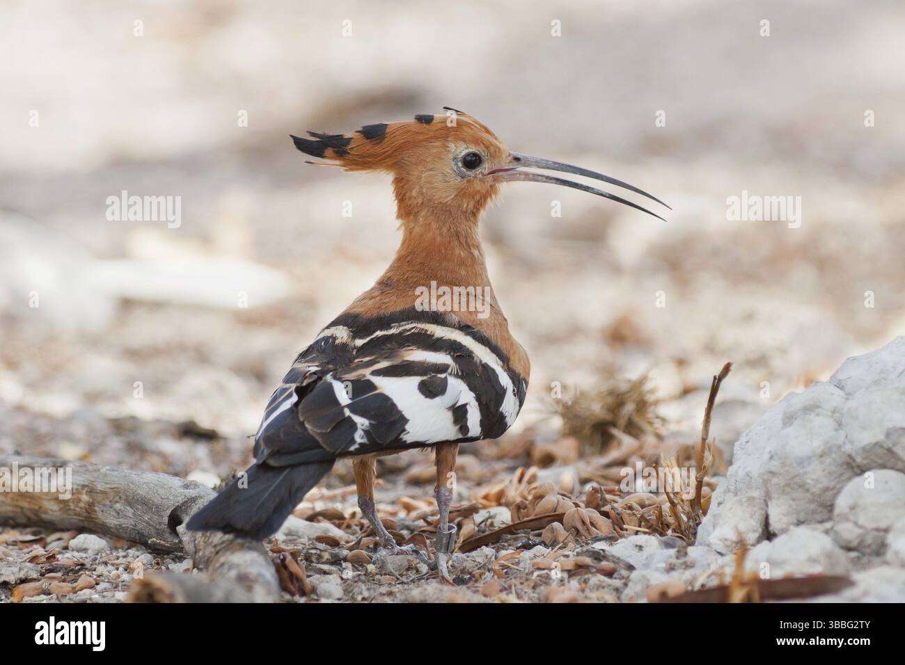African Hoopoe (Upupa africana), Namibia, Africa Stock Photo - Alamy