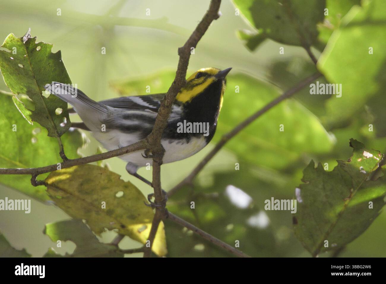 Black-throated Green Warbler (Setophaga virens) male, Costa Rica ...