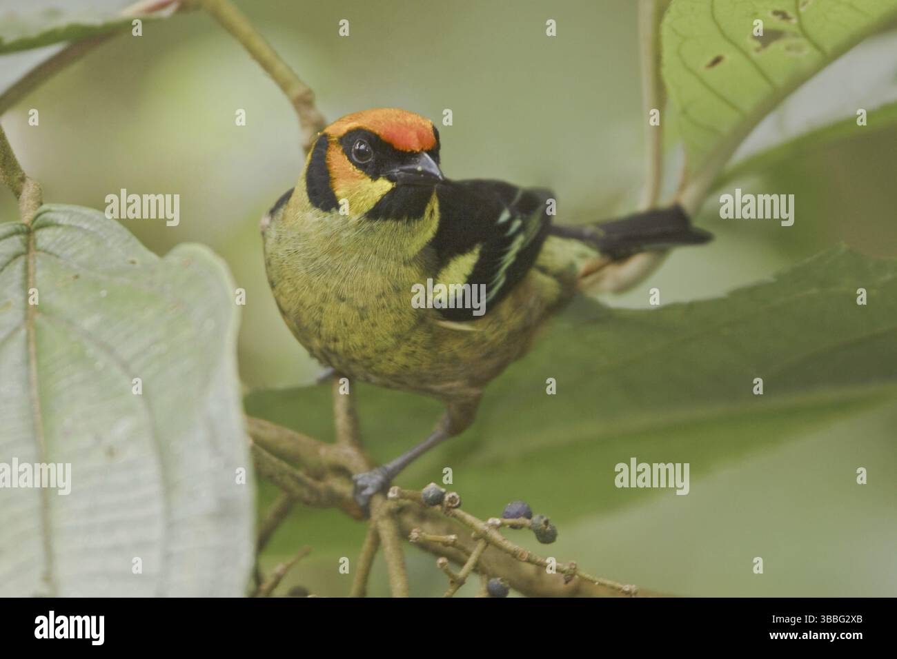 Flame-faced Tanager (Tangara parzudakii), Ecuador, South America Stock ...