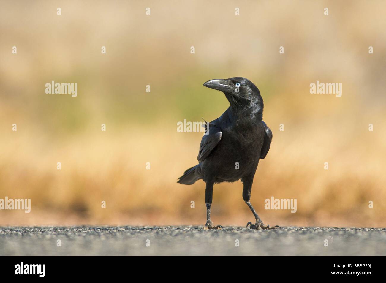 Little Crow (Corvus bennetti), Northern Territory, Australia, Oceania ...