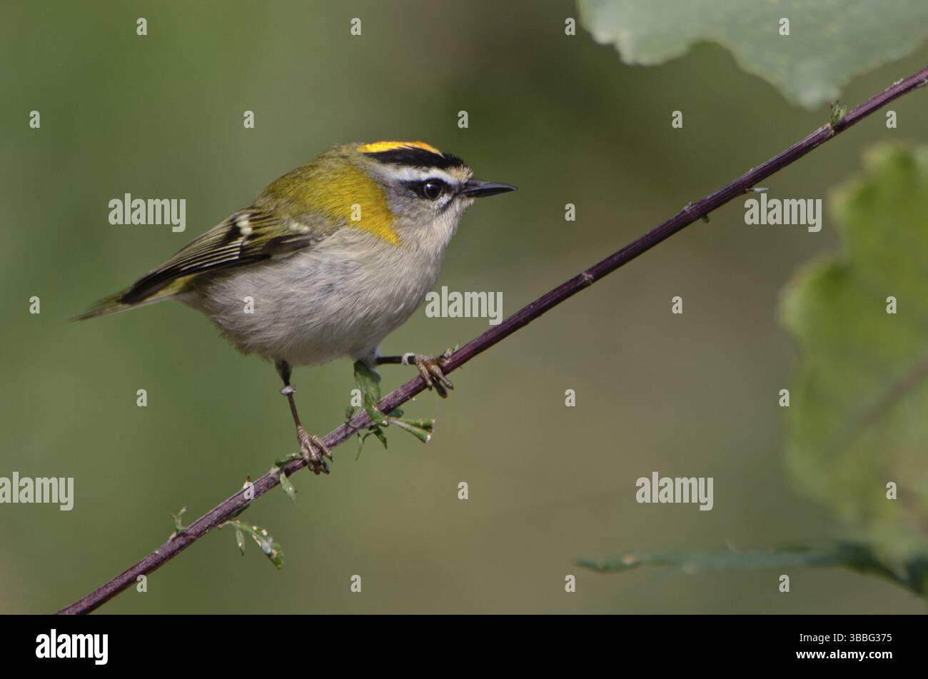 Common Firecrest (Regulus ignicapilla Stock Photo - Alamy