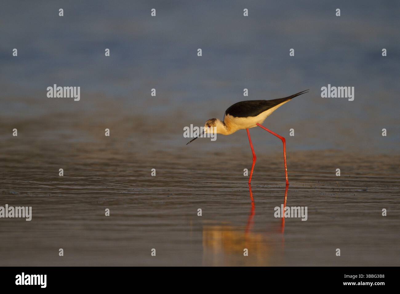 Black-winged Stilt (Himantopus himantopus) foraging, Greece, Europe ...