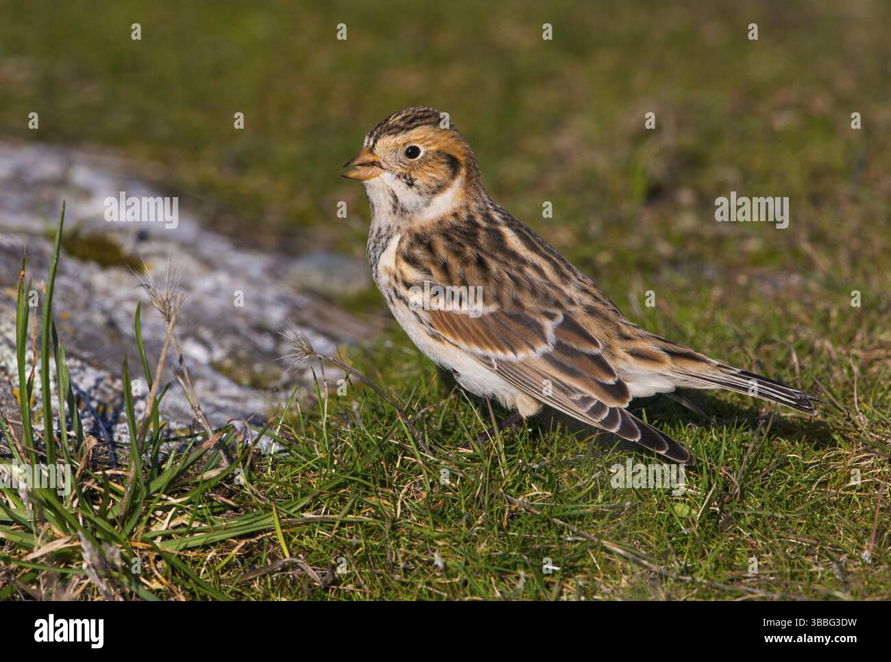 Lapland Longspur Winter Plumage (Calcarius lapponicus) - Victoria BC ...