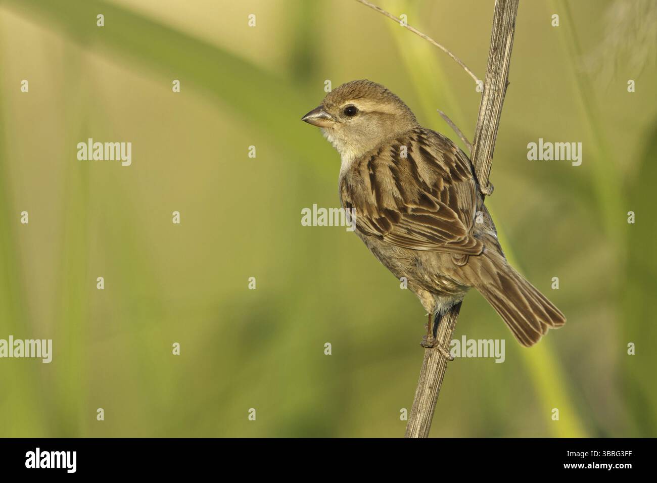 Passer mesopotamicus hi-res stock photography and images - Alamy