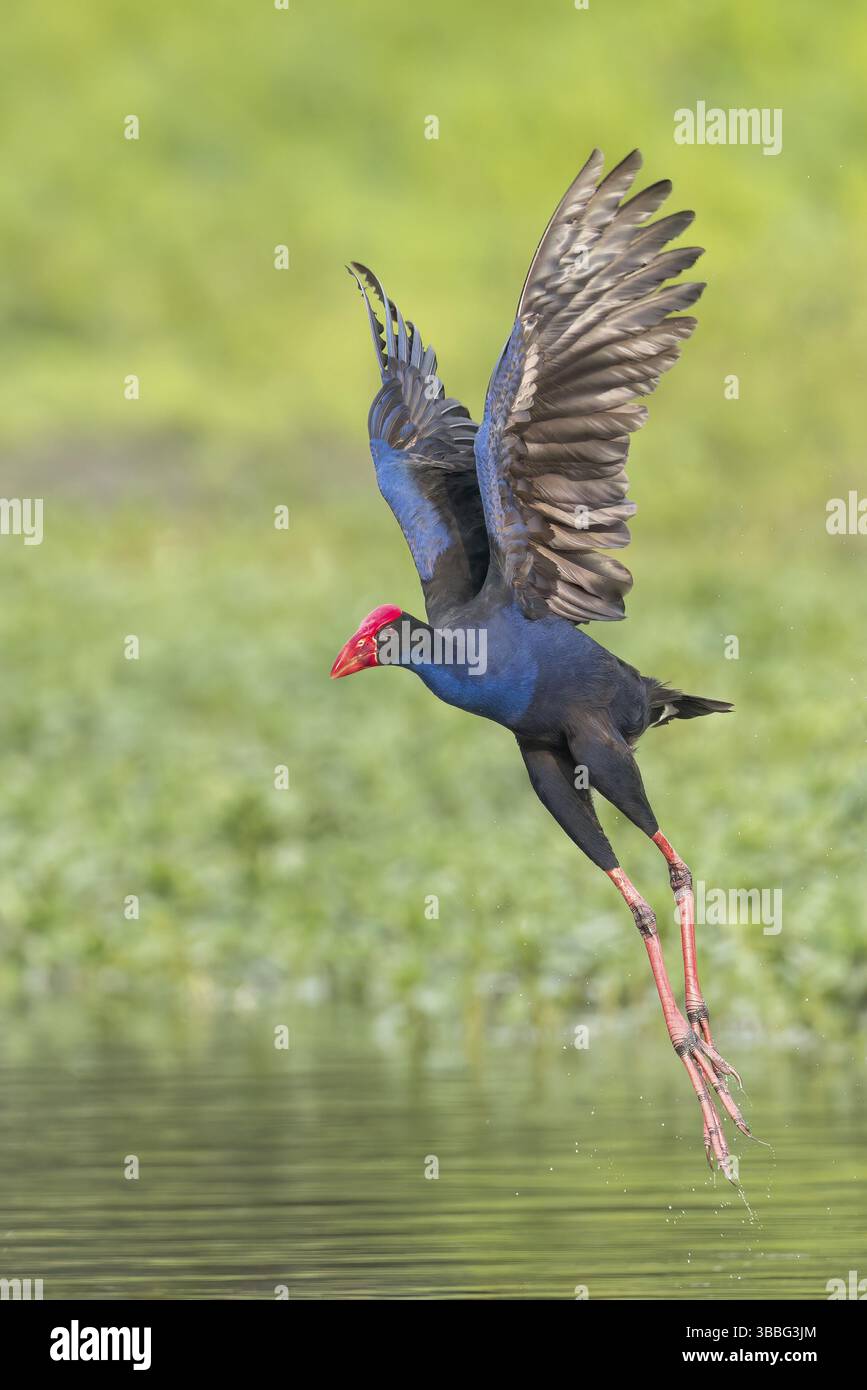 Australasian Swamphen (Porphyrio melanotus) in a wetland area in Papua ...