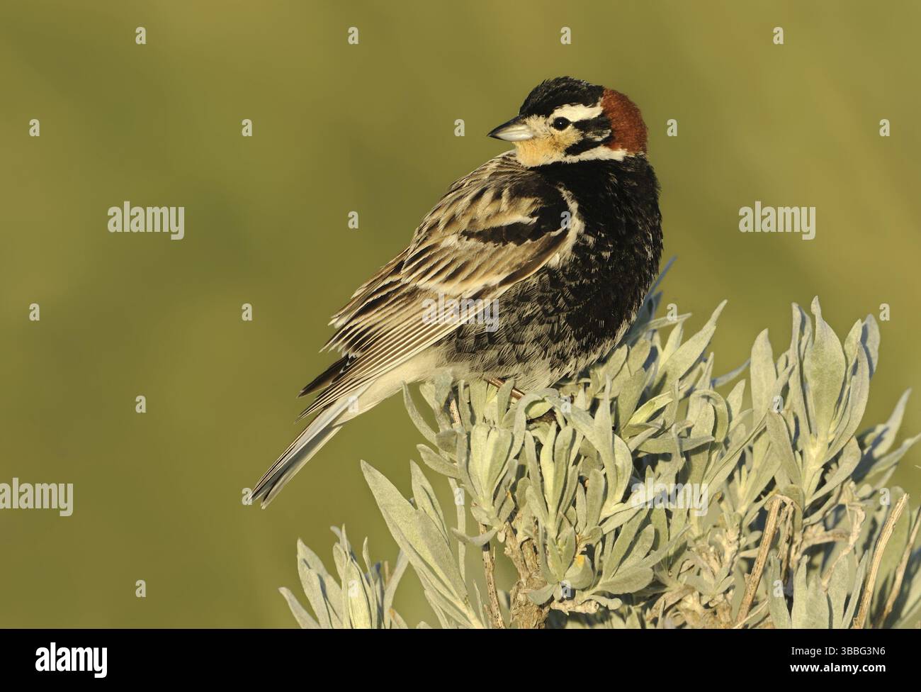 Chestnut-collared Longspur (Calcarius ornatus), Canada, North America ...