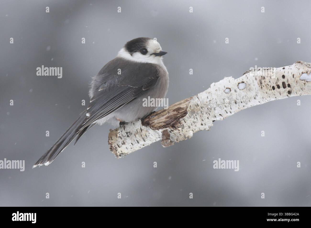 Grey Jay (Perisoreus canadensis), Ontario, Canada, North America Stock ...
