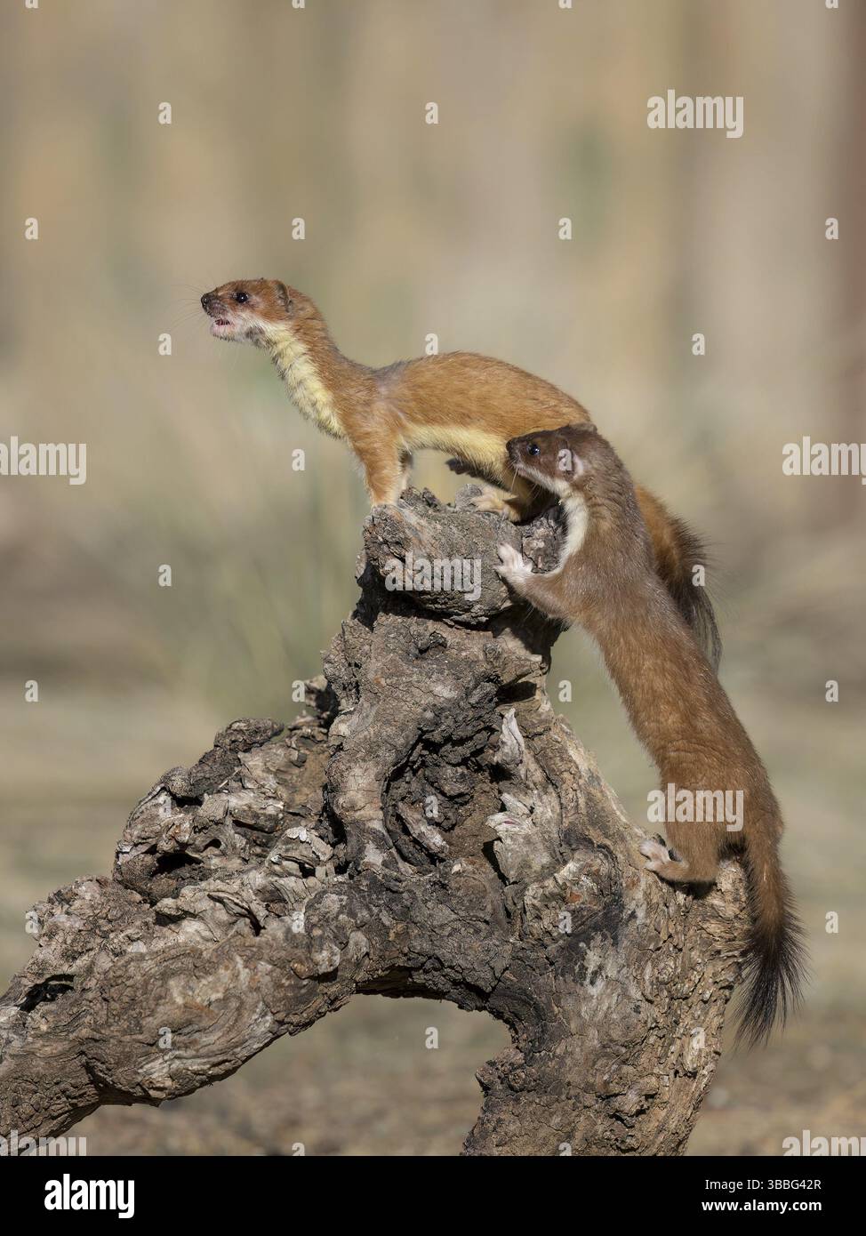 Short-tailed Weasel (Mustela erminea) two adult climbing tree trunk ...