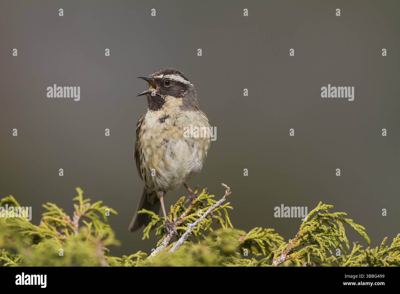 Black-throated Accentor - Schwarzkehlbraunelle - Prunella atrogularis ...
