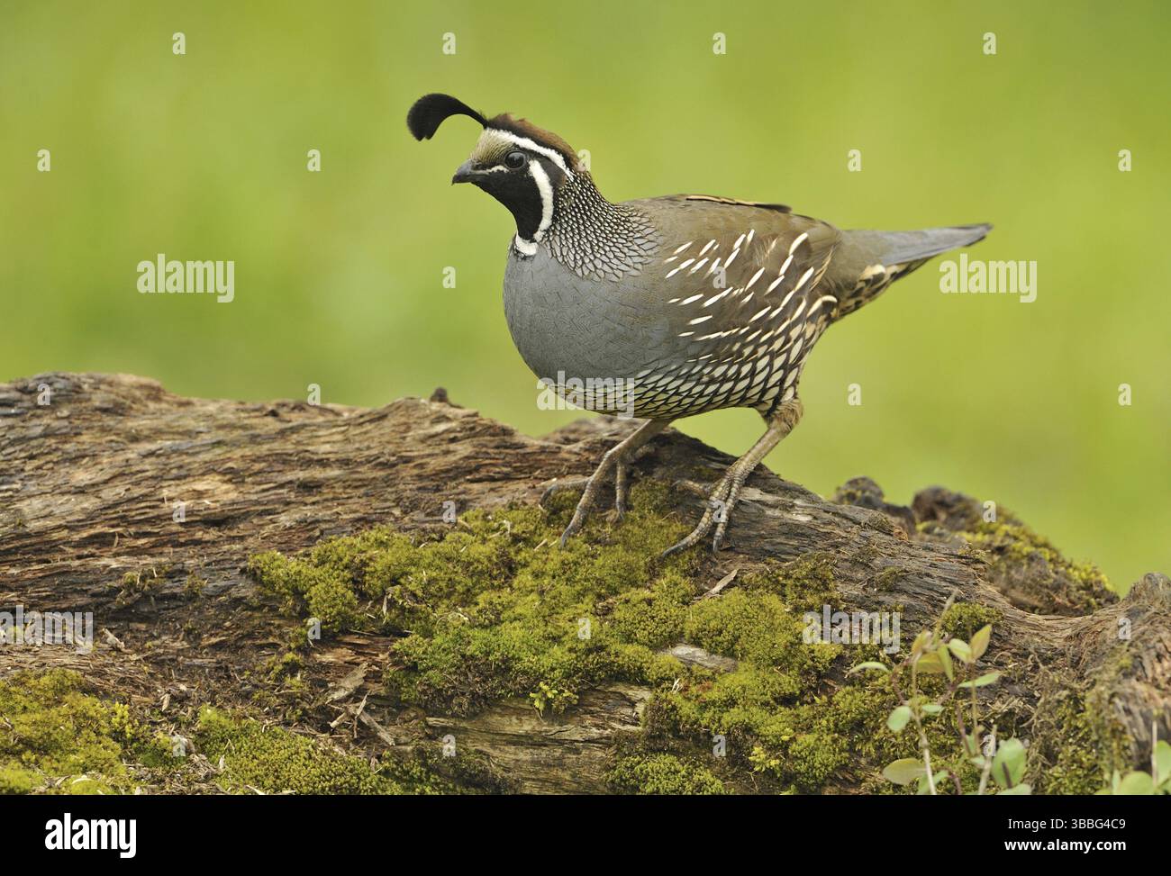 California Quail (Callipepla californica) male, Canada, North America ...