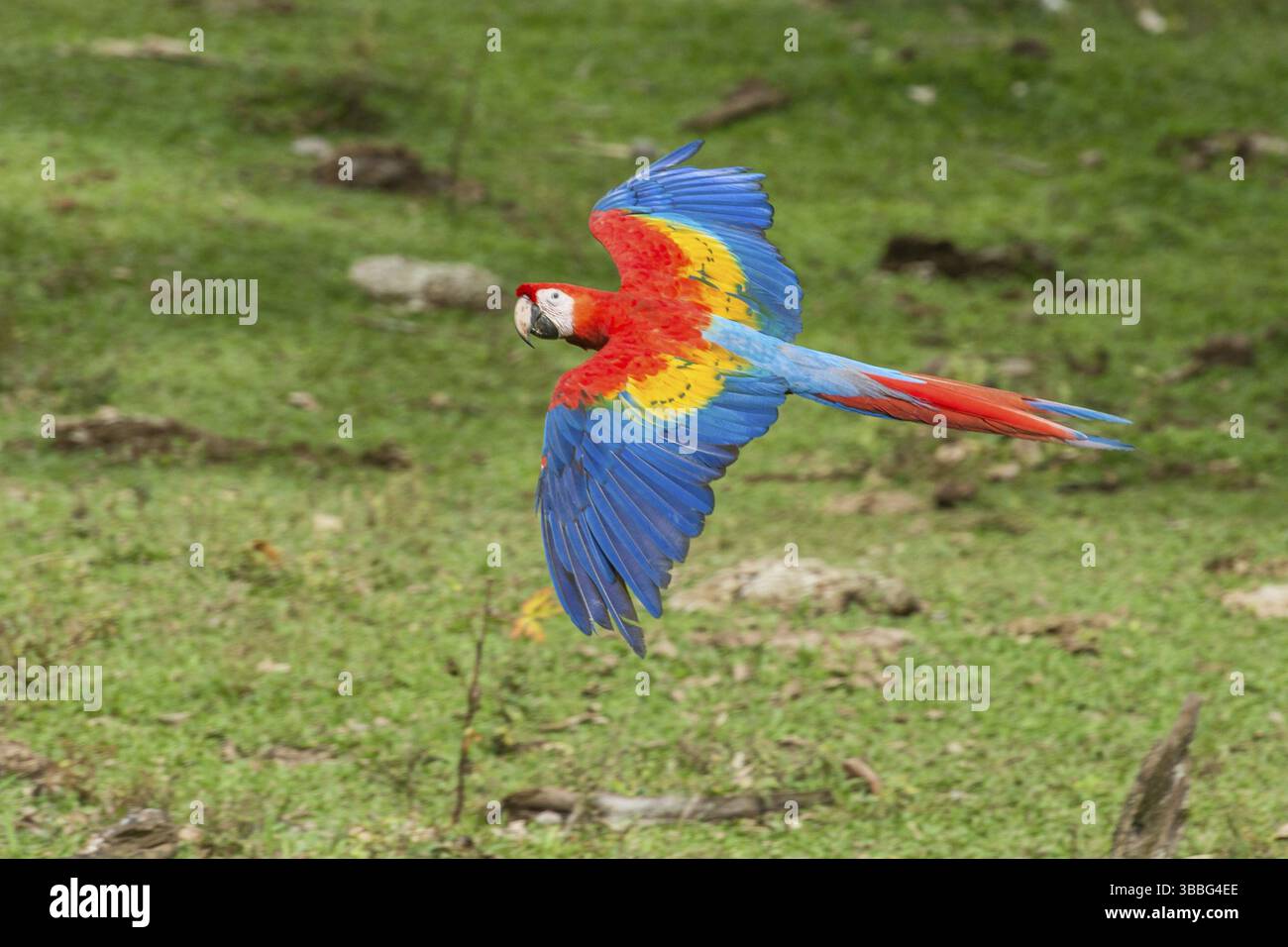 Scarlet Macaw (Ara macao) flying, Costa Rica, Central America Stock ...