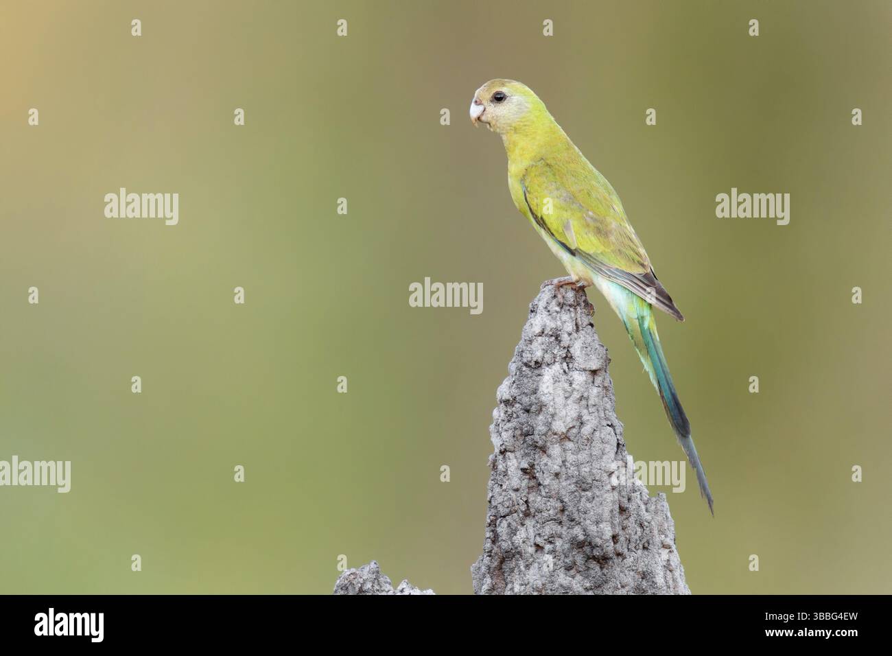 Golden-shouldered Parrot (Psephotellus chrysopterygius) female ...