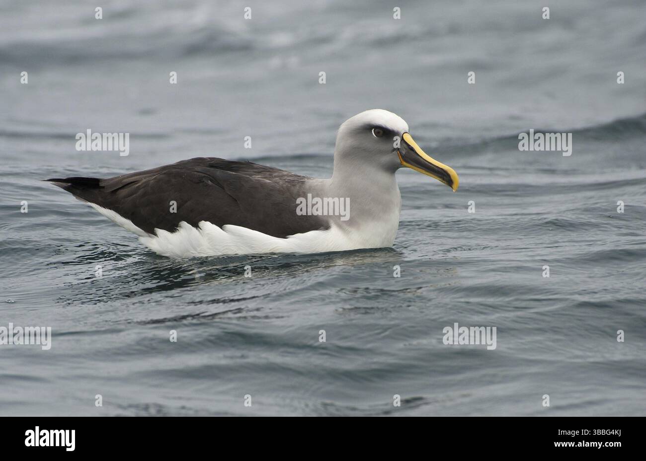 Buller's Albatross (Thalassarche bulleri), New Zealand, Oceania Stock ...