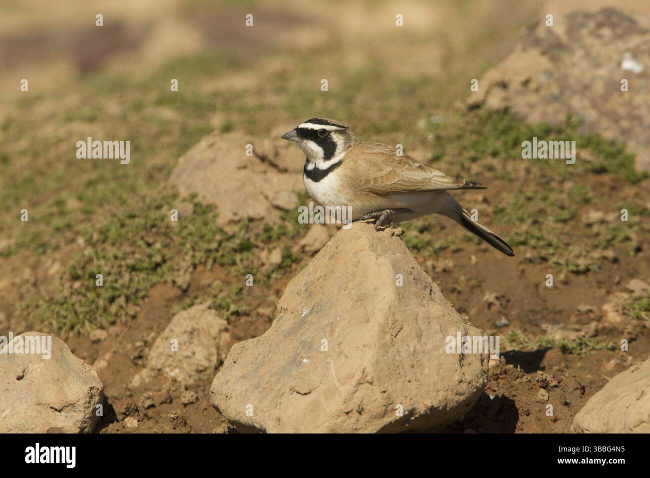 Temminck's Lark (Eremophila bilopha), Morocco, Africa Stock Photo - Alamy