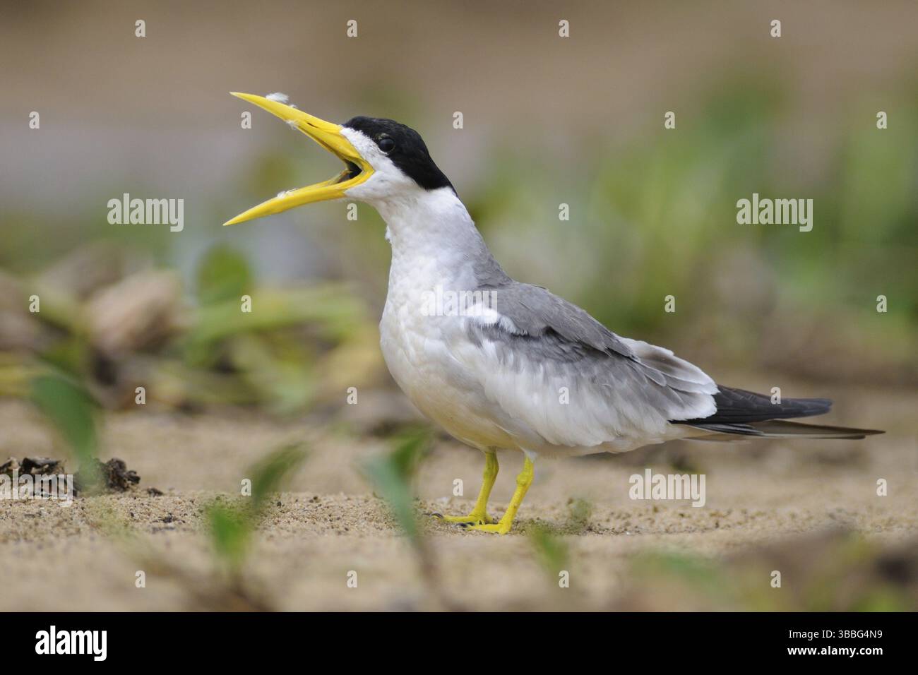 Large-billed Tern (Phaetusa simplex) calling, Pantanal, Brazil, South ...