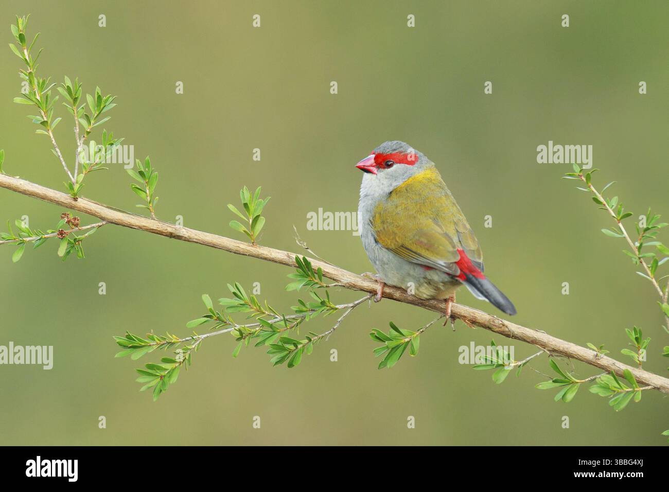 Red-browed Finch (Neochmia temporalis), Victoria, Australia, Oceania ...
