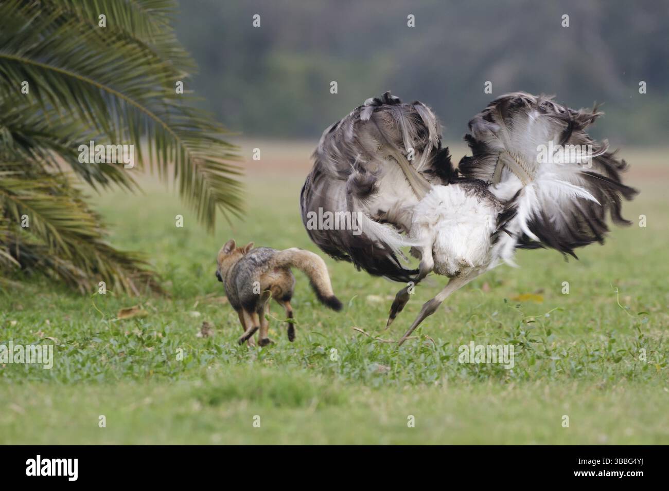 Greater Rhea (Rhea americana) chasing Pampas Fox (Lycalopex gymnocercus ...