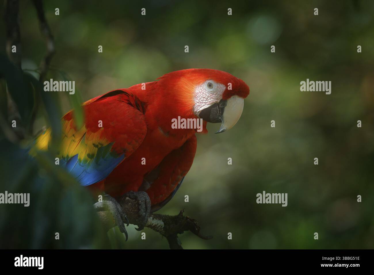 Red parrot Scarlet Macaw, Ara macao, bird sitting on the branch with food, Amazon, Brazil ...