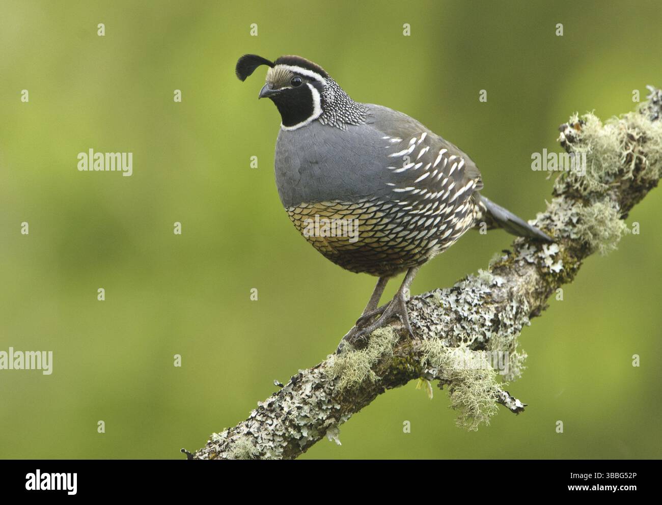 California Quail (Callipepla californica) male, Canada, North America ...