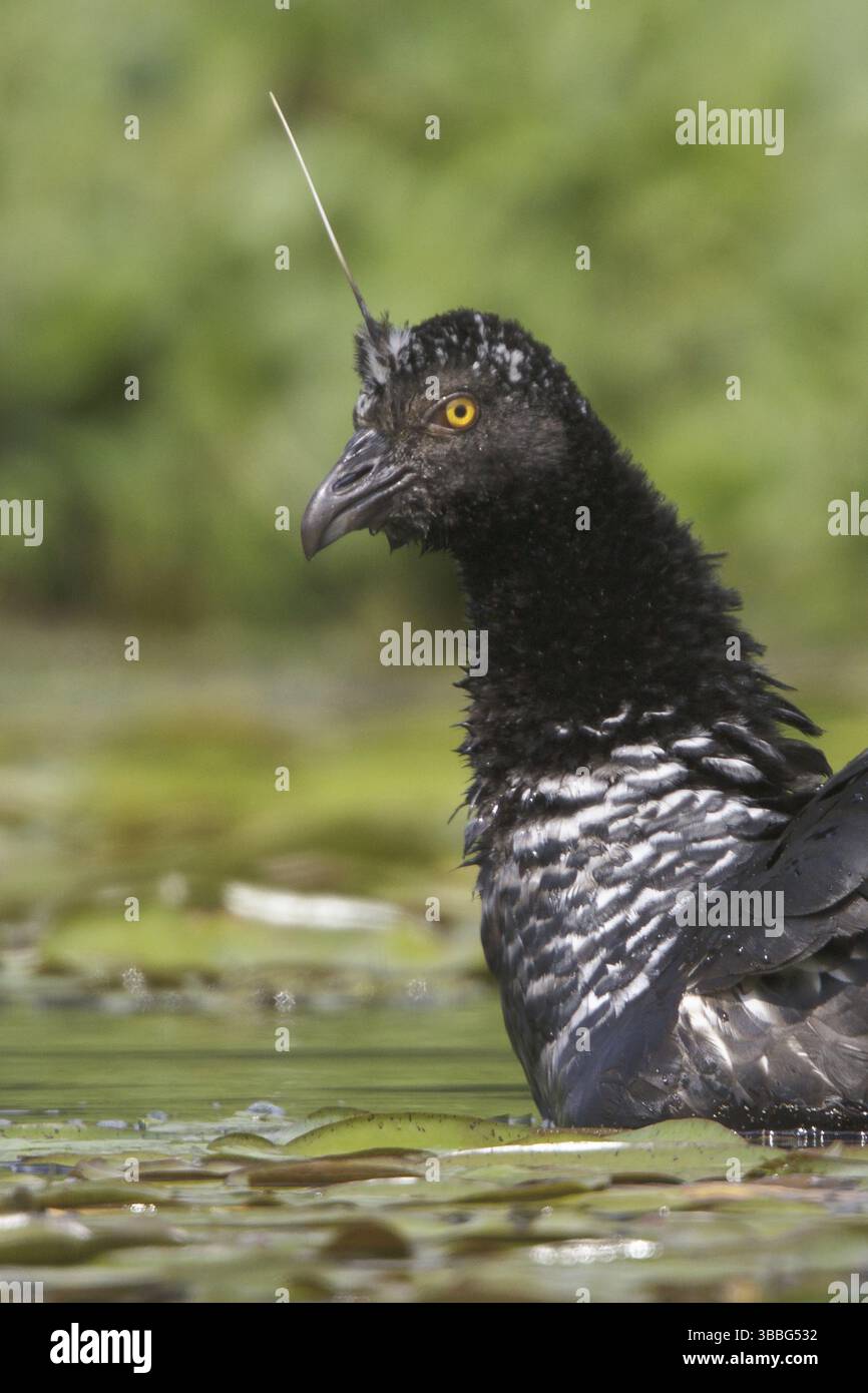Horned Screamer (Anhima cornuta), Manu National Park, Peru, South ...