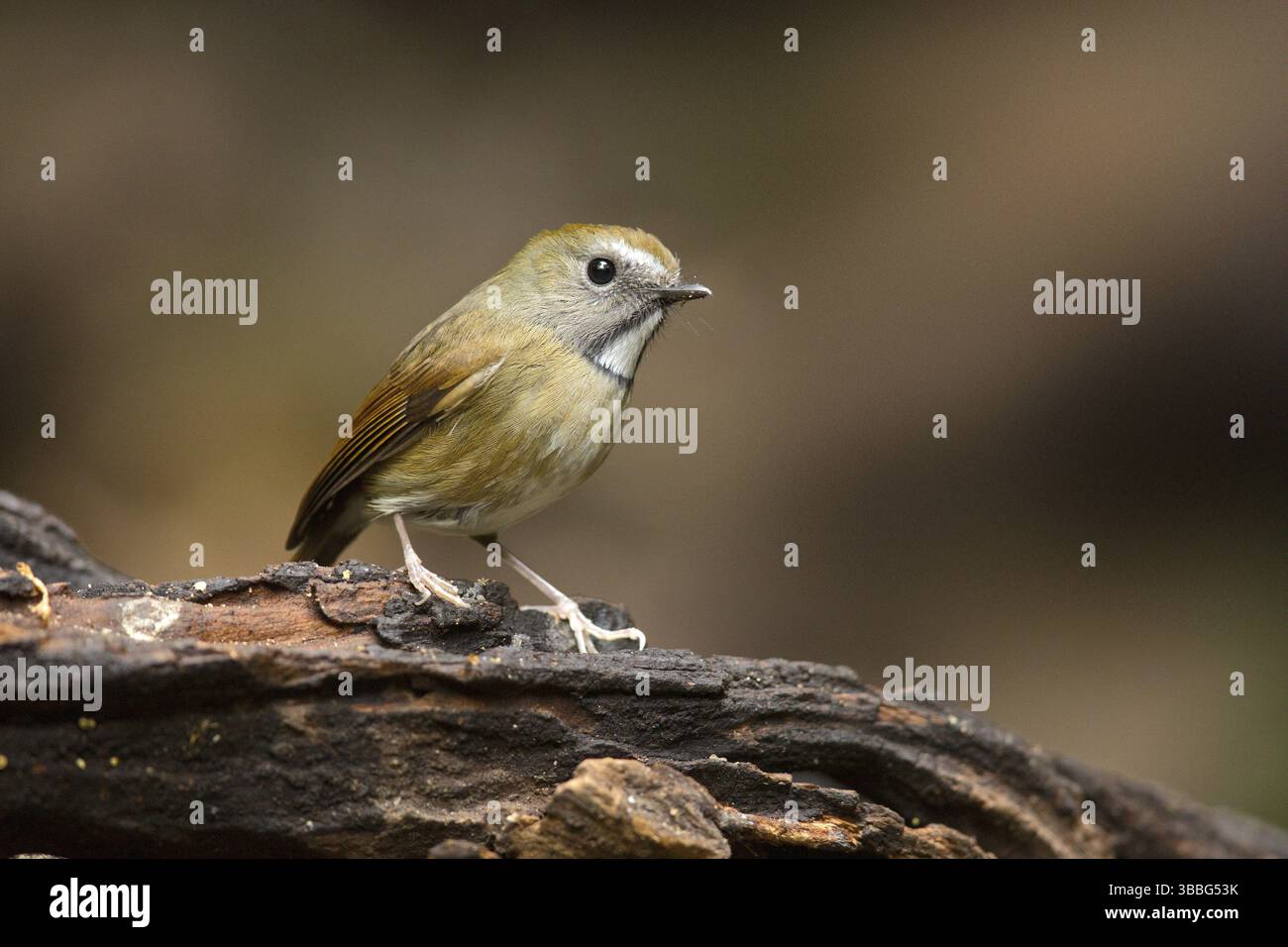 White-gorgeted Flycatcher (Anthipes monileger), Yunnan, China, Asia Stock Photo - Alamy