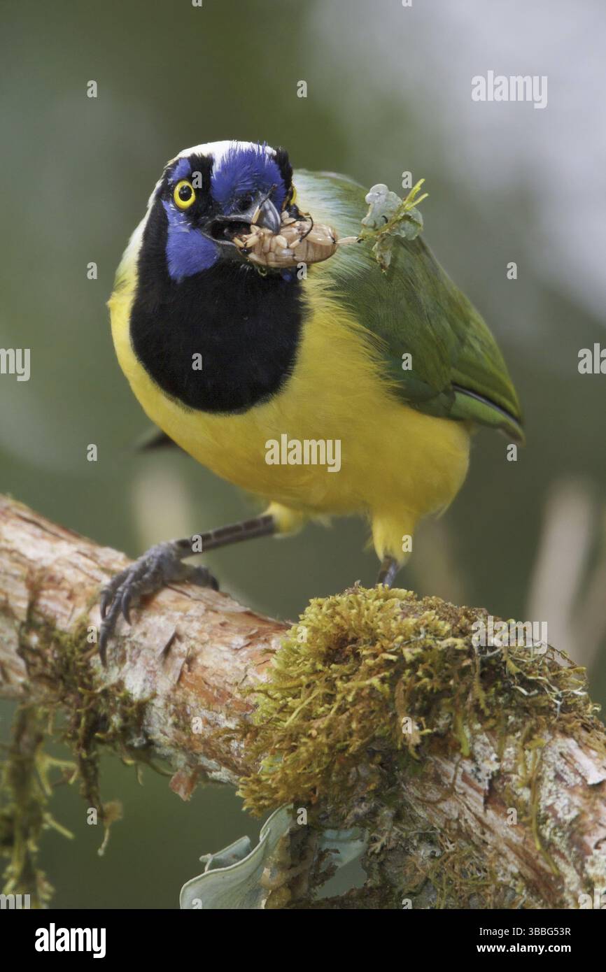 Inca Jay (Cyanocorax yncas), Ecuador, South America Stock Photo - Alamy