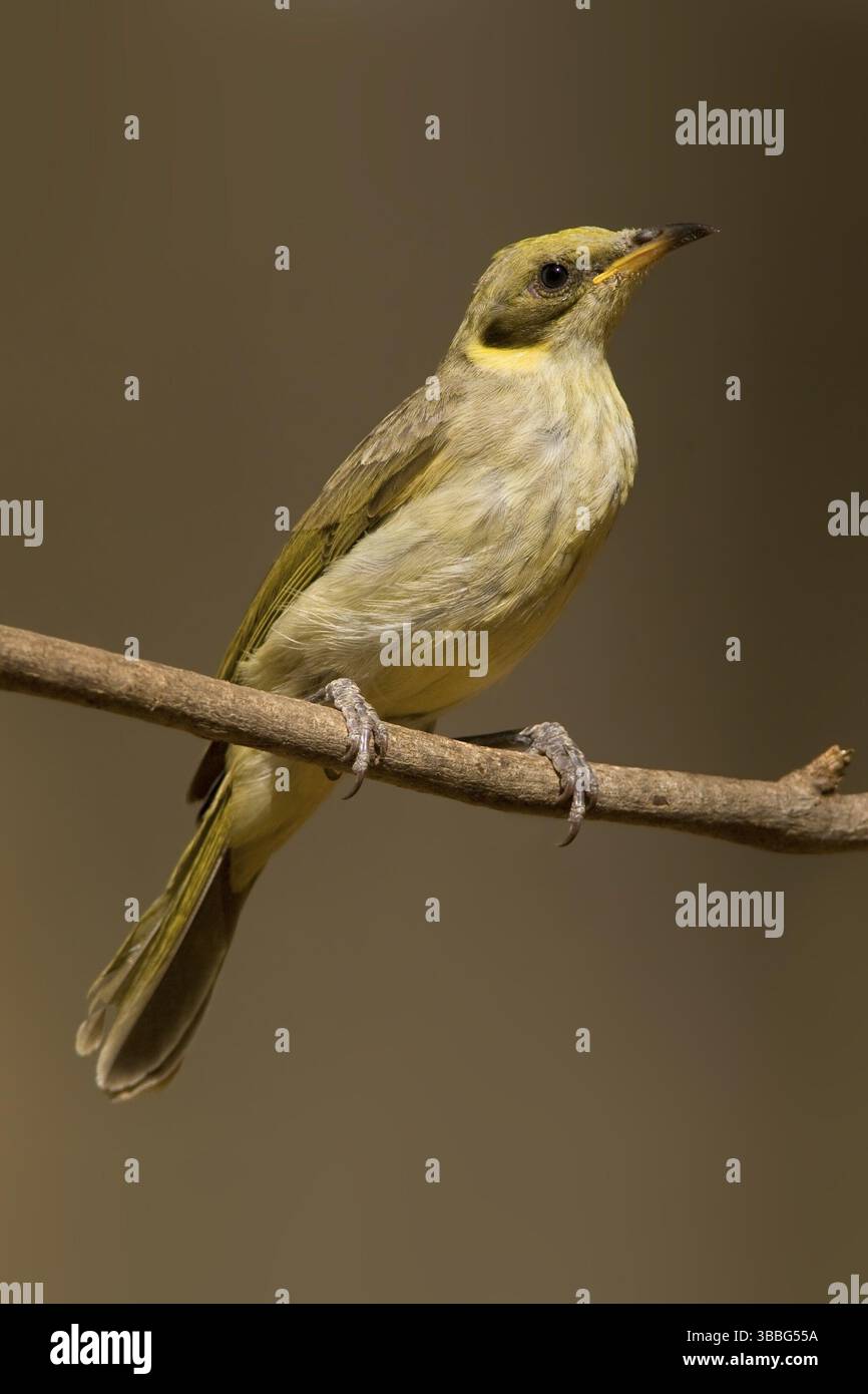 Grey-fronted Honeyeater (Ptilotula plumula), Western Australia ...