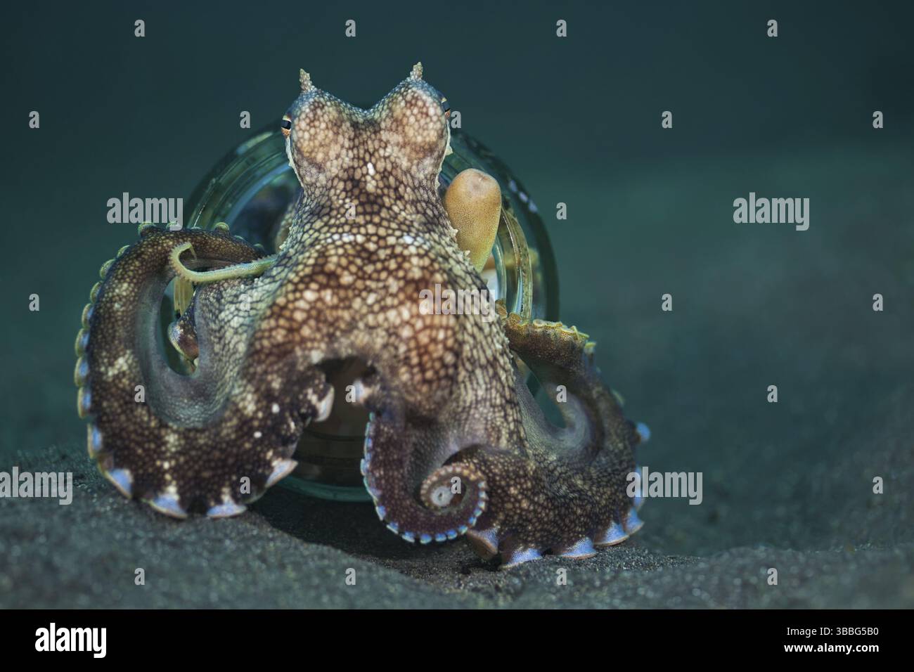 Ader-Oktopus, Amphioctopus marginatus Coconut Octopus, Amphioctopus ...