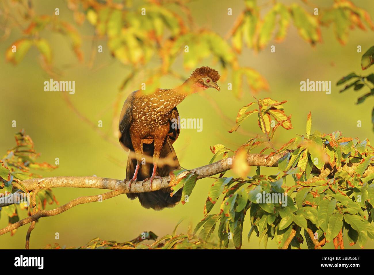 Guan bird, morning sunrise in the tropic forest. Detail portrait of ...