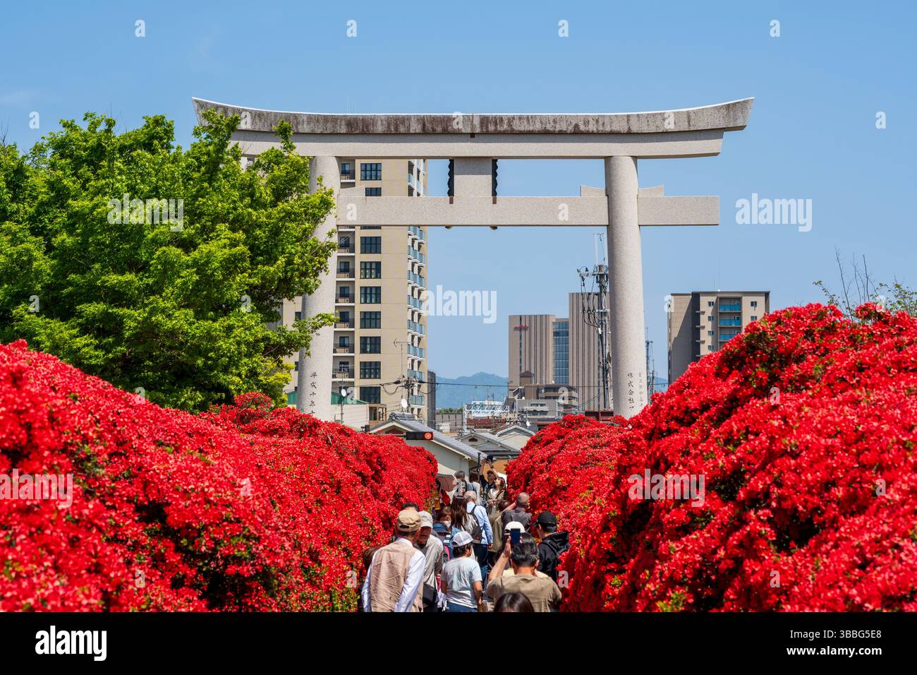 Crimson Kirishima azaleas in full bloom along Nagaoka Tenmangu ...