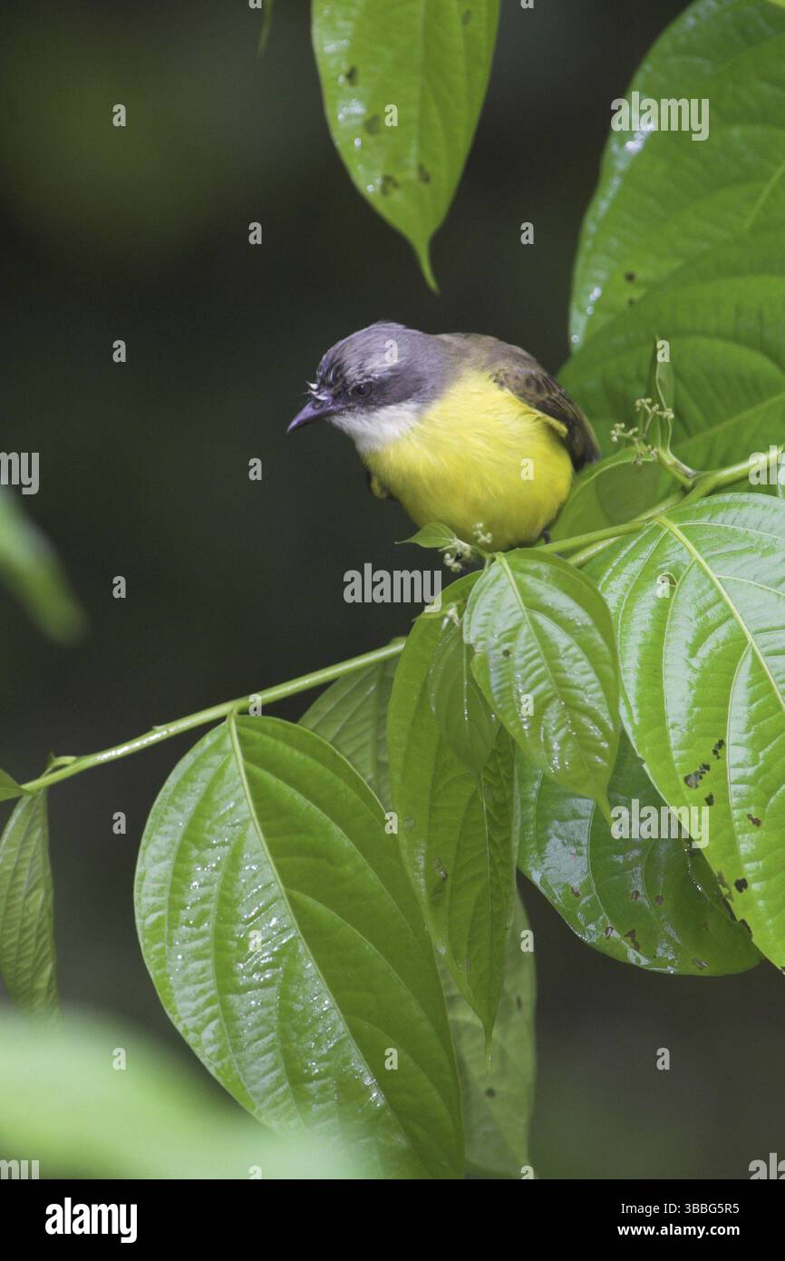 Grey-capped Flycatcher (Myiozetetes granadensis), Costa Rica, Central ...