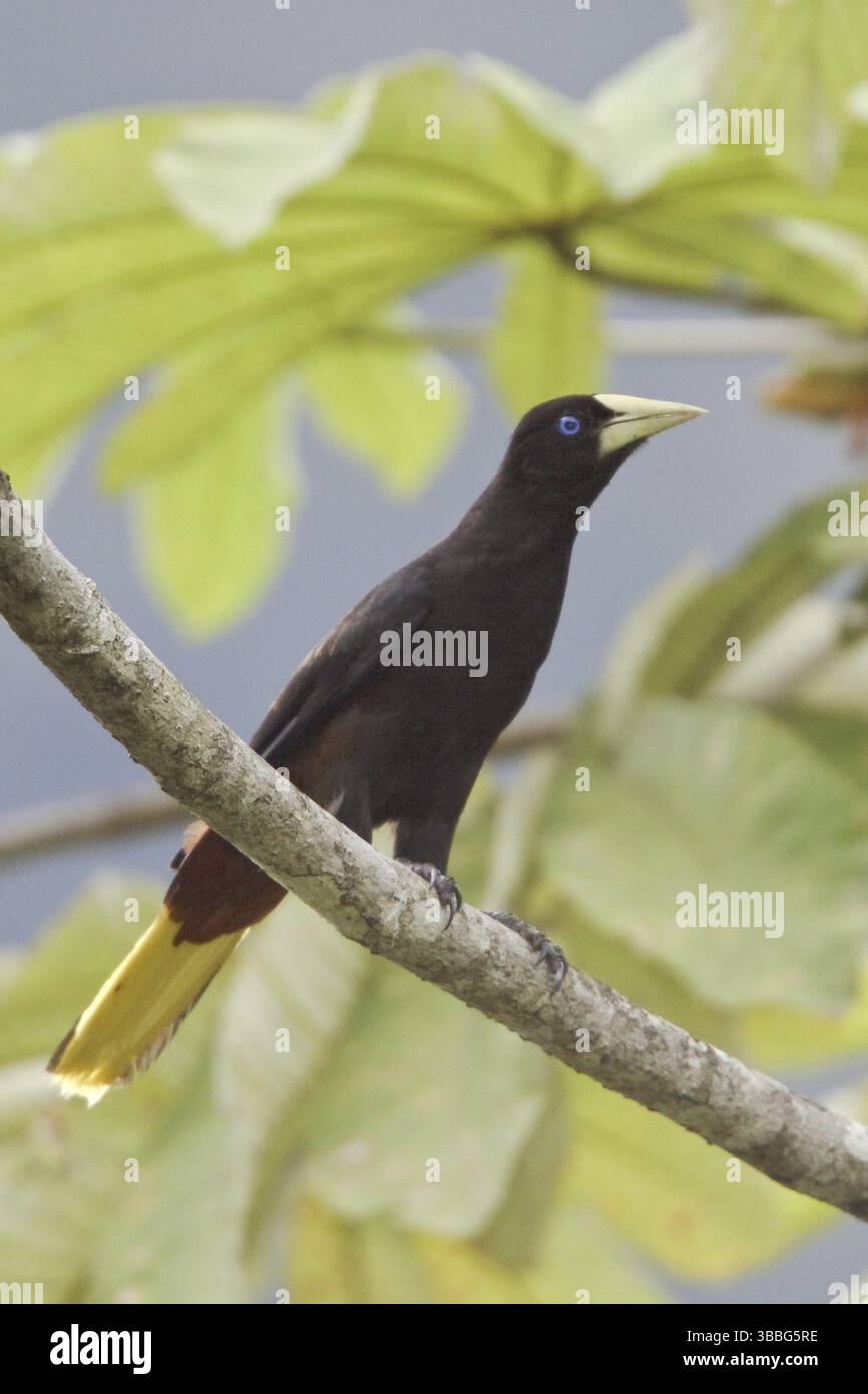 Crested Oropendola (Psarocolius decumanus), Ecuador, South America ...
