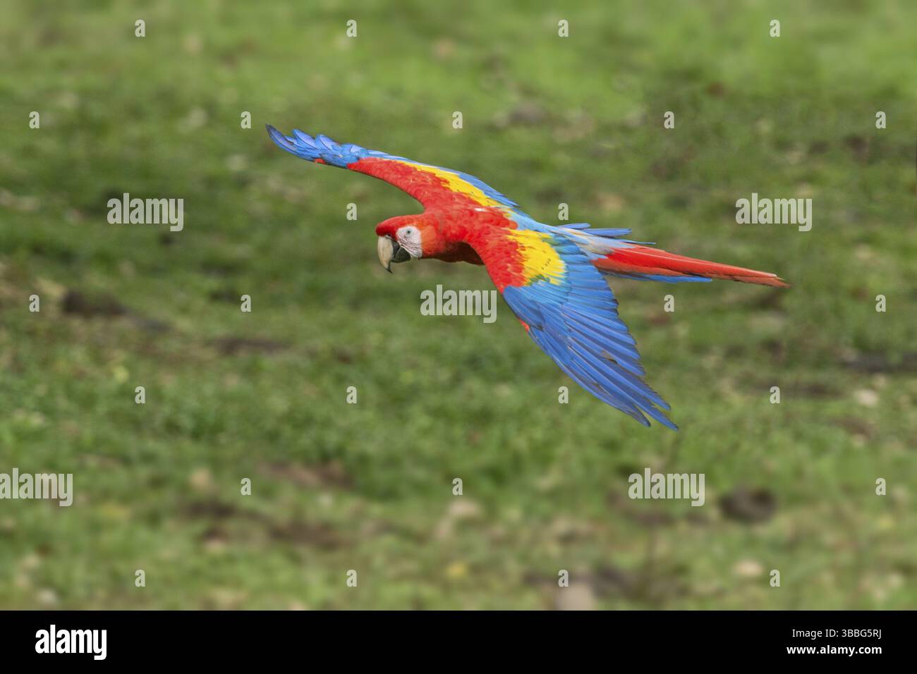 Scarlet Macaw (Ara macao) flying, Costa Rica, Central America Stock ...