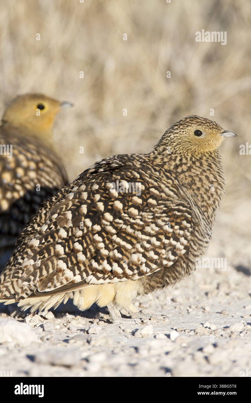 Namaqua Sandgrouse (Pterocles namaqua) female, Etosha, Namibia, Africa ...