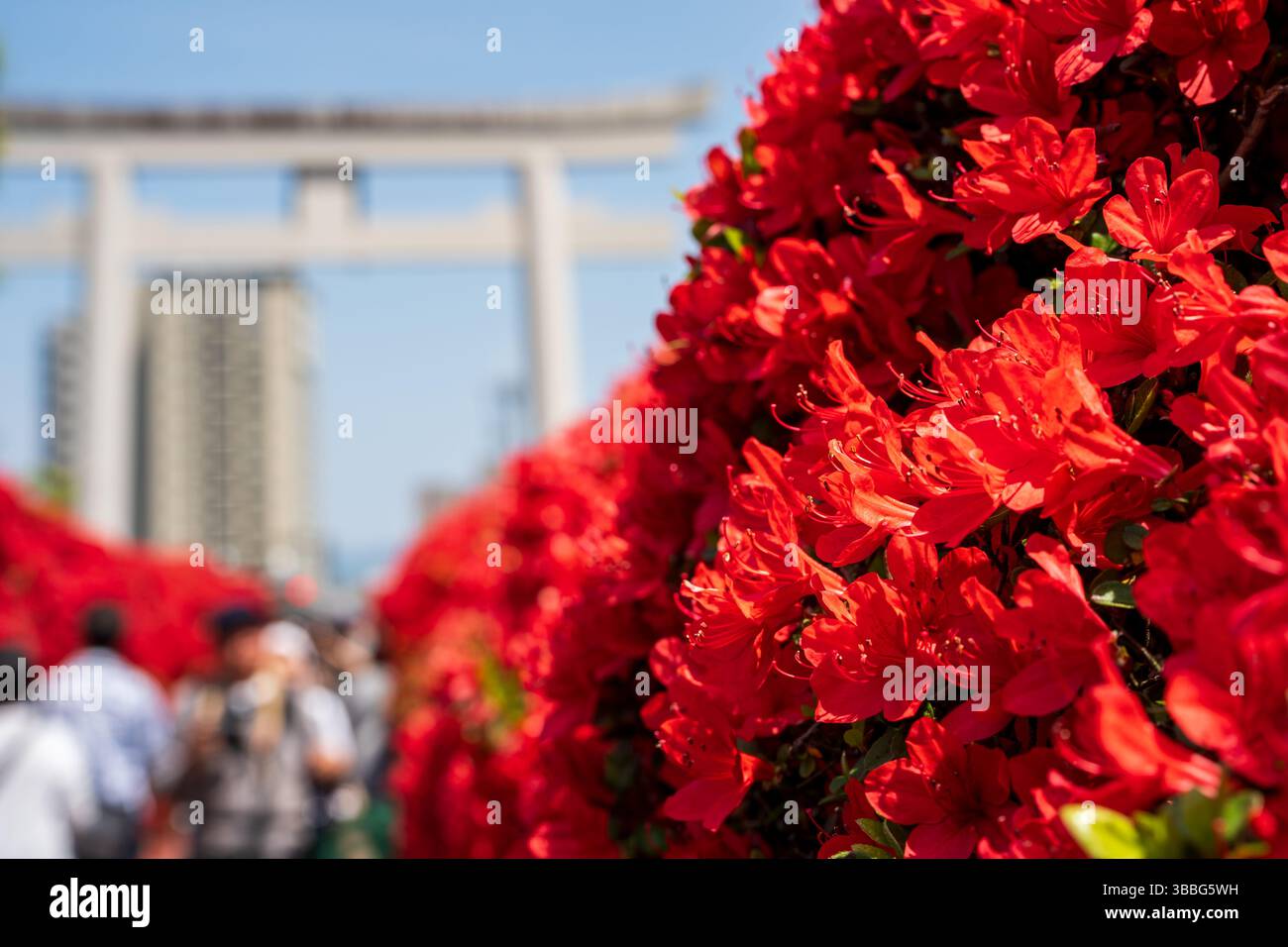 Crimson Kirishima azaleas in full bloom along Nagaoka Tenmangu ...