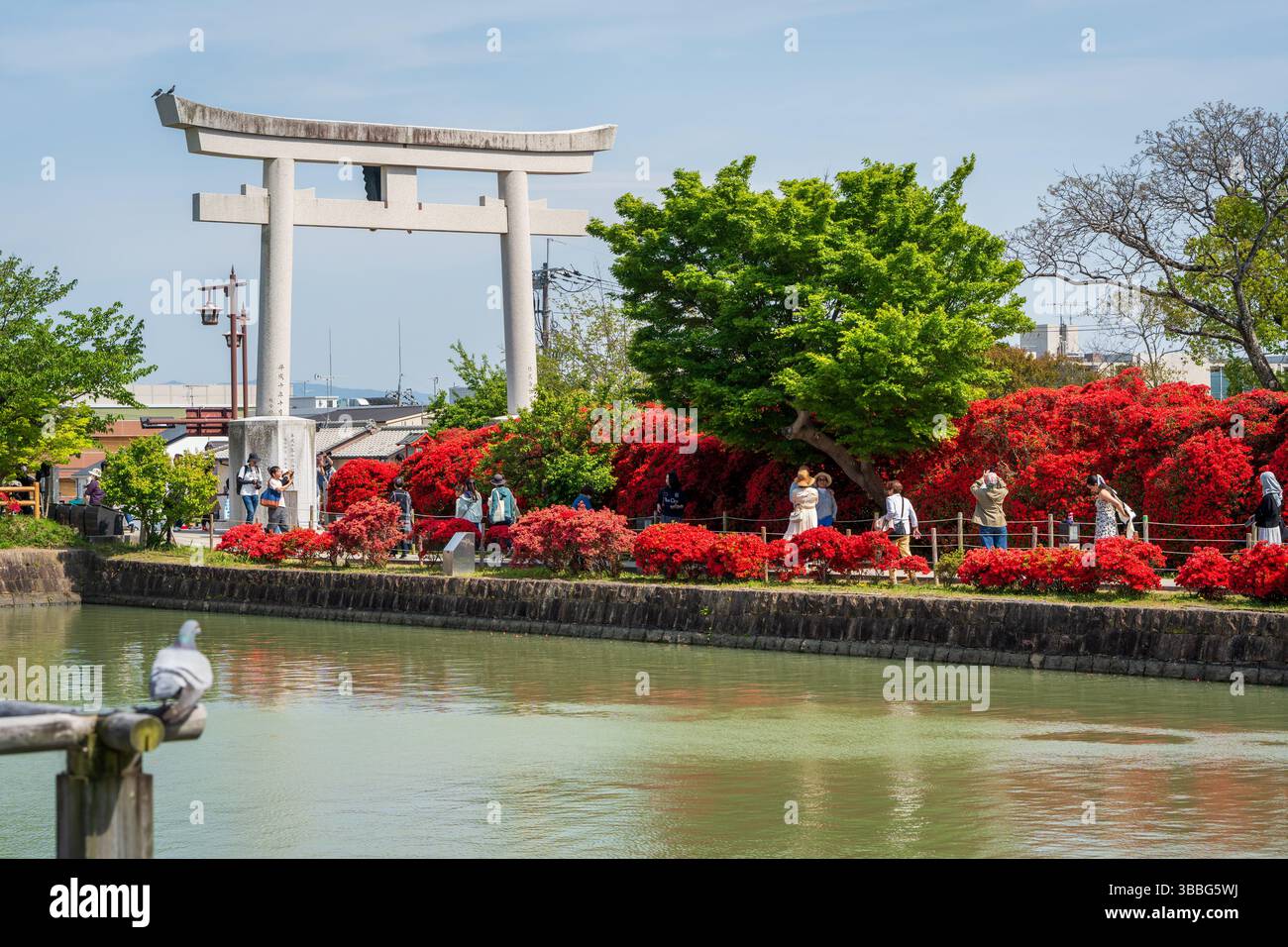 Crimson Kirishima azaleas in full bloom along Nagaoka Tenmangu Hachijogaike Pond's causeway ...