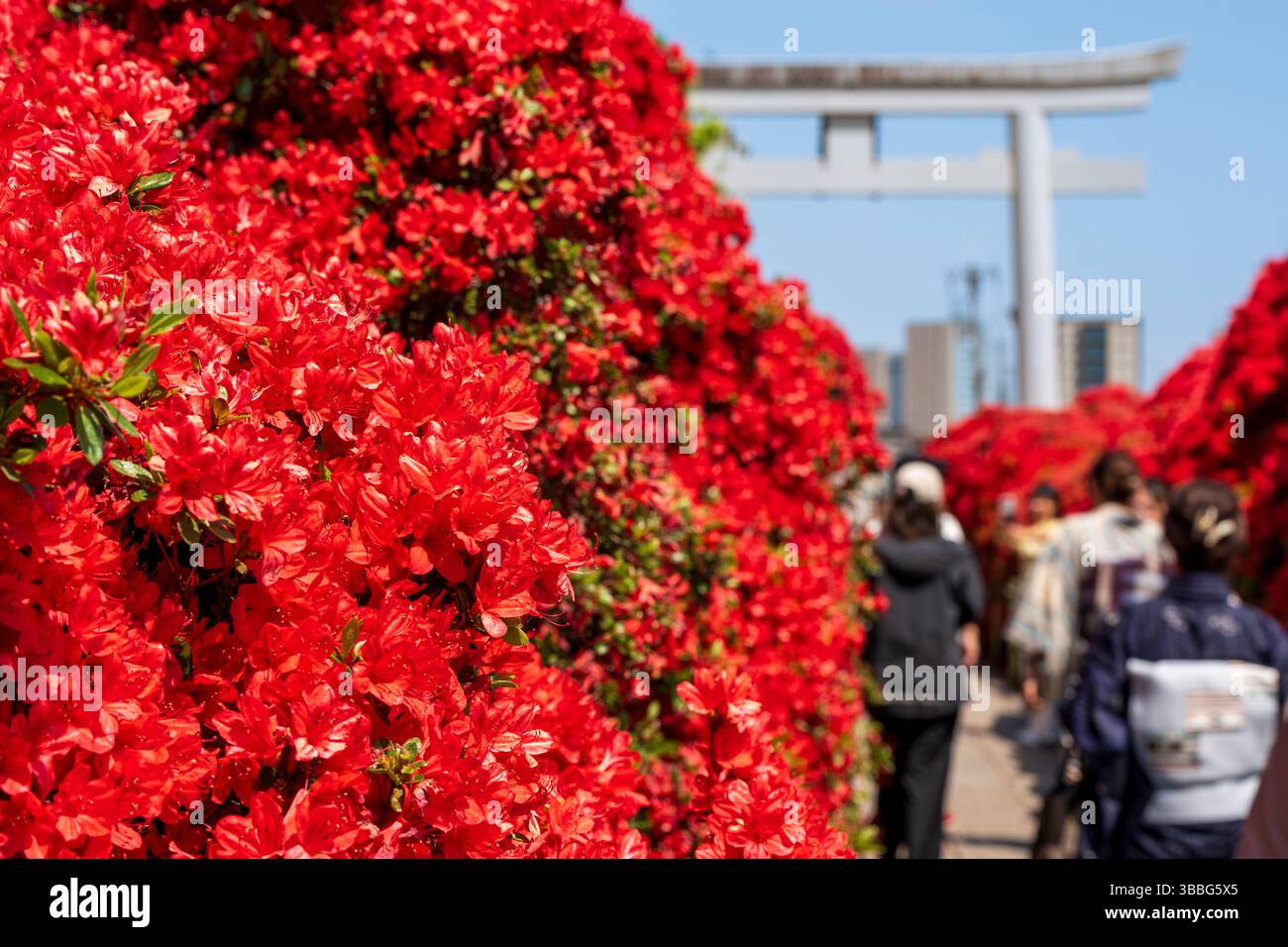 Crimson Kirishima azaleas in full bloom along Nagaoka Tenmangu ...