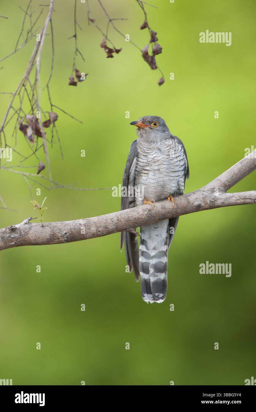 African Cuckoo (Cuculus gularis), Mpumalanga, South Africa, Africa ...