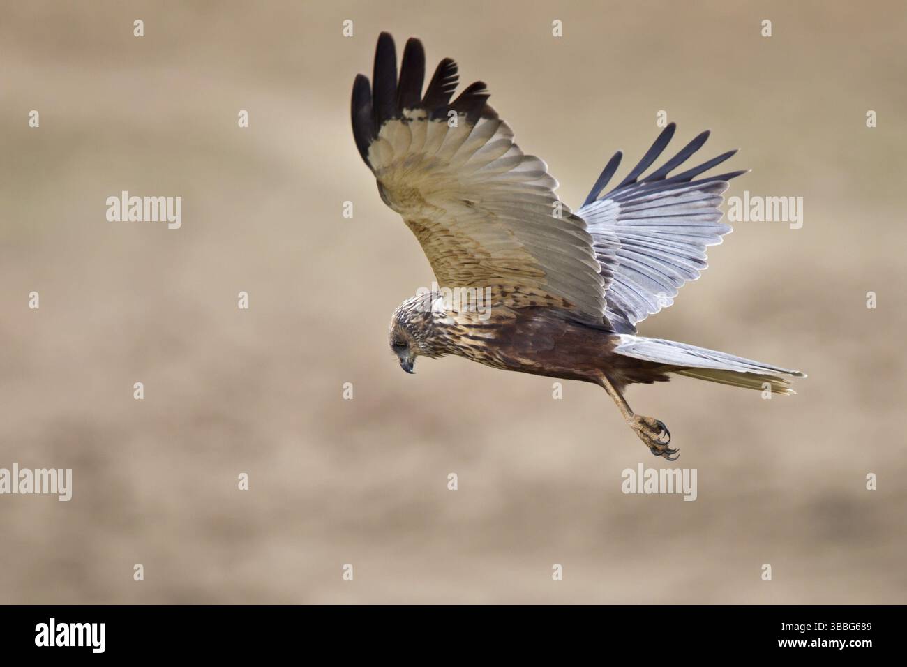Western Marsh Harrier (Circus aeruginosus) flying, Masai Mara, Kenya ...