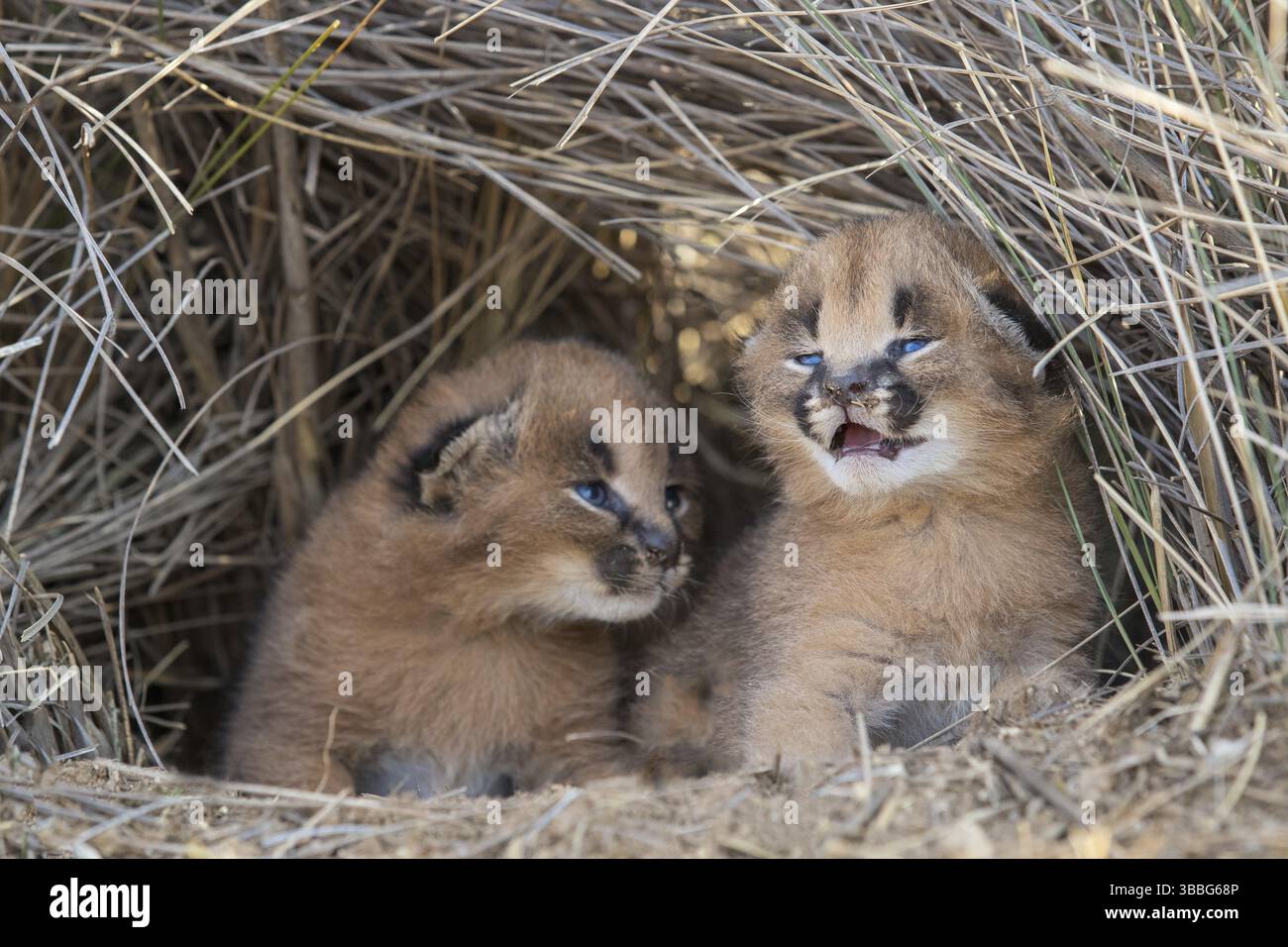Caracal (Caracal caracal) two cubs at den, Castile-La Mancha, Spain, Europe Stock Photo - Alamy