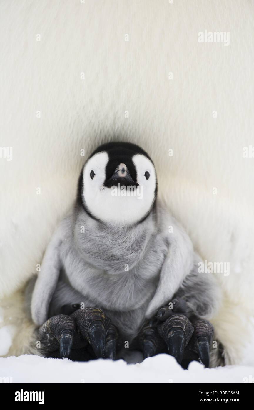 Emperor Penguin (Aptenodytes forsteri) with chick, Queen Maud Land ...